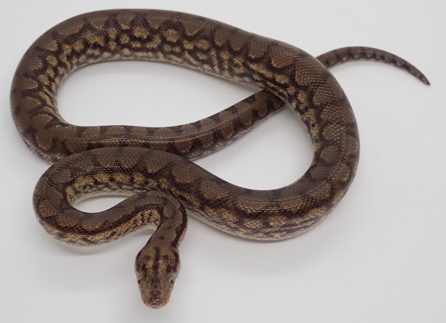 Het Leucistic Male Colombian Rainbow Boa by KD Selective Creations ...