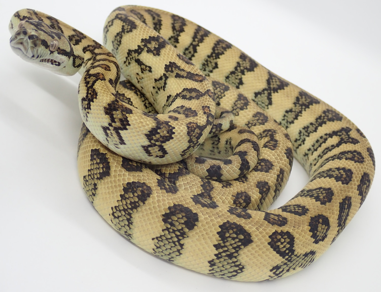 2021 Hypo Bredli Jag Pos Het Albino Other Carpet Python by KD Selective ...