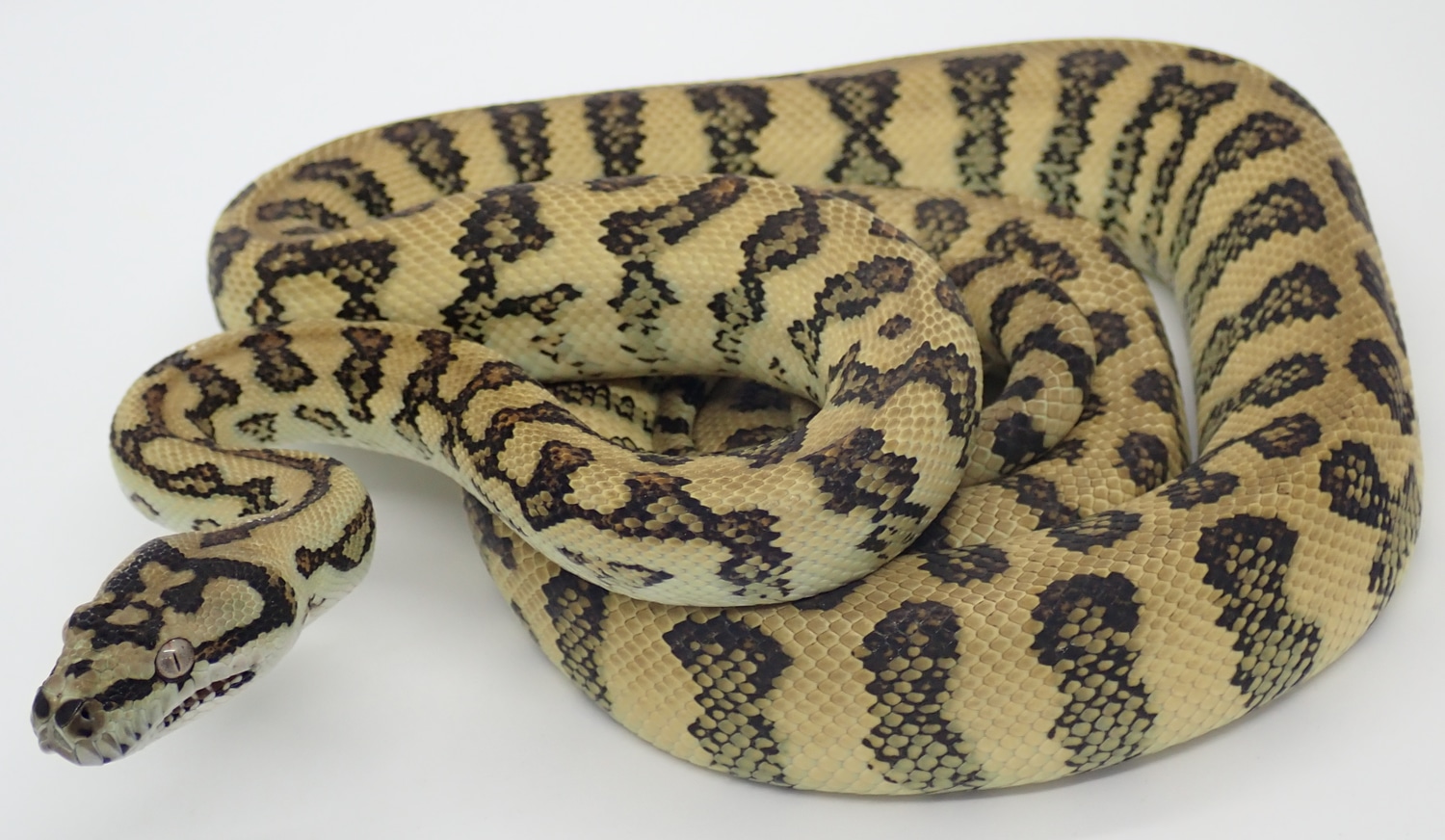 2021 Hypo Bredli Jag Pos Het Albino Other Carpet Python by KD Selective ...
