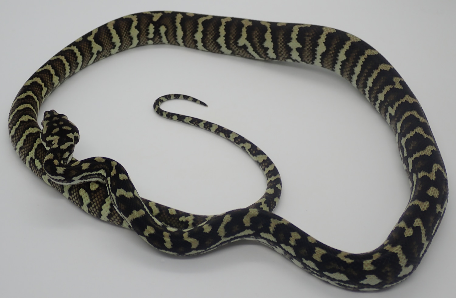 Hypo Bredli Cross Pos Het Albino Other Carpet Python by KD Selective ...