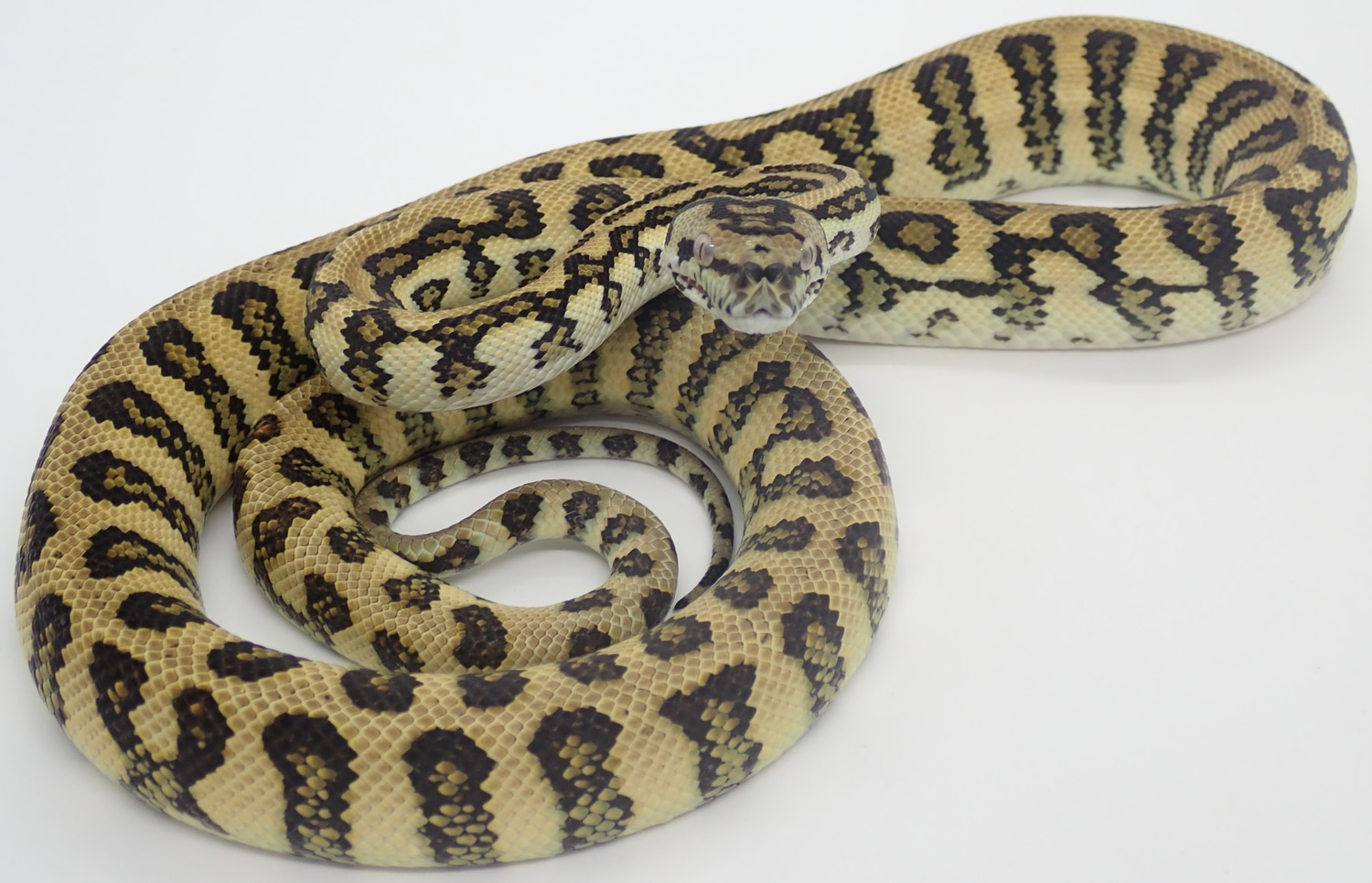 2021 Hypo Bredli Jag Pos Het Albino Other Carpet Python by KD Selective ...