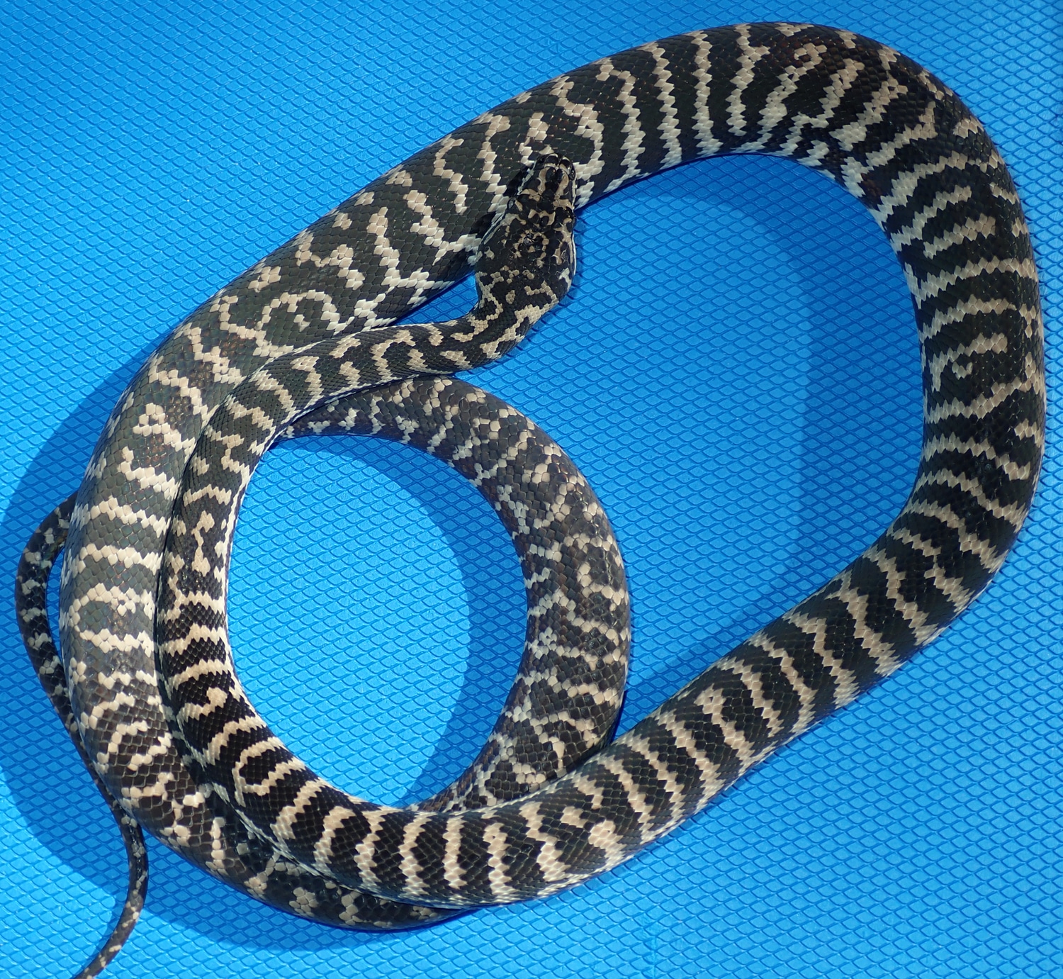 Axanthic Zebra Het Albino Adult Male Carpet Python Other Carpet Python ...