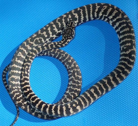 Axanthic Zebra Het Albino Adult Male Carpet Python Other Carpet Python ...
