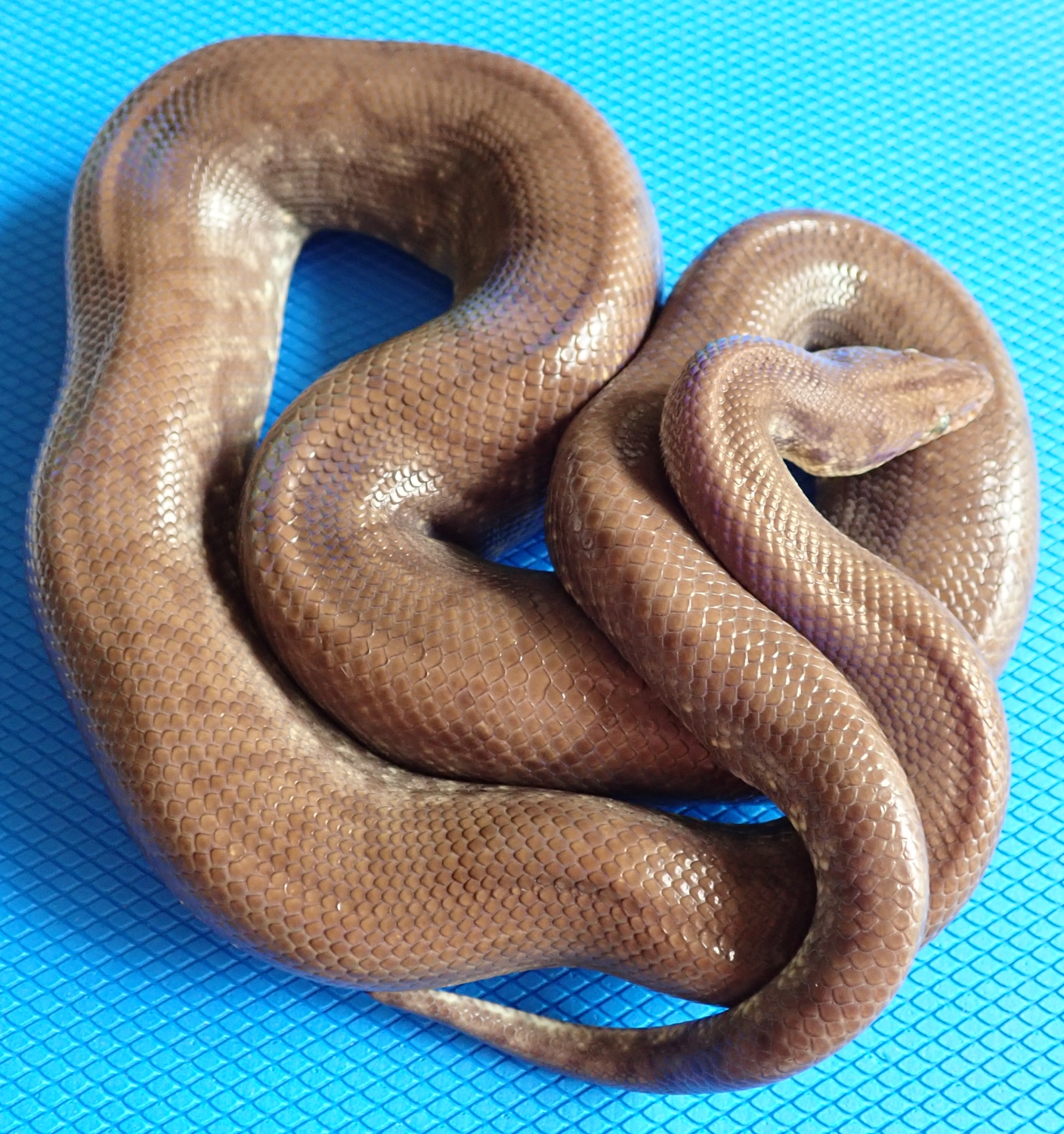 Het Leucistic Adult Female Colombian Rainbow Boa by KD Selective ...