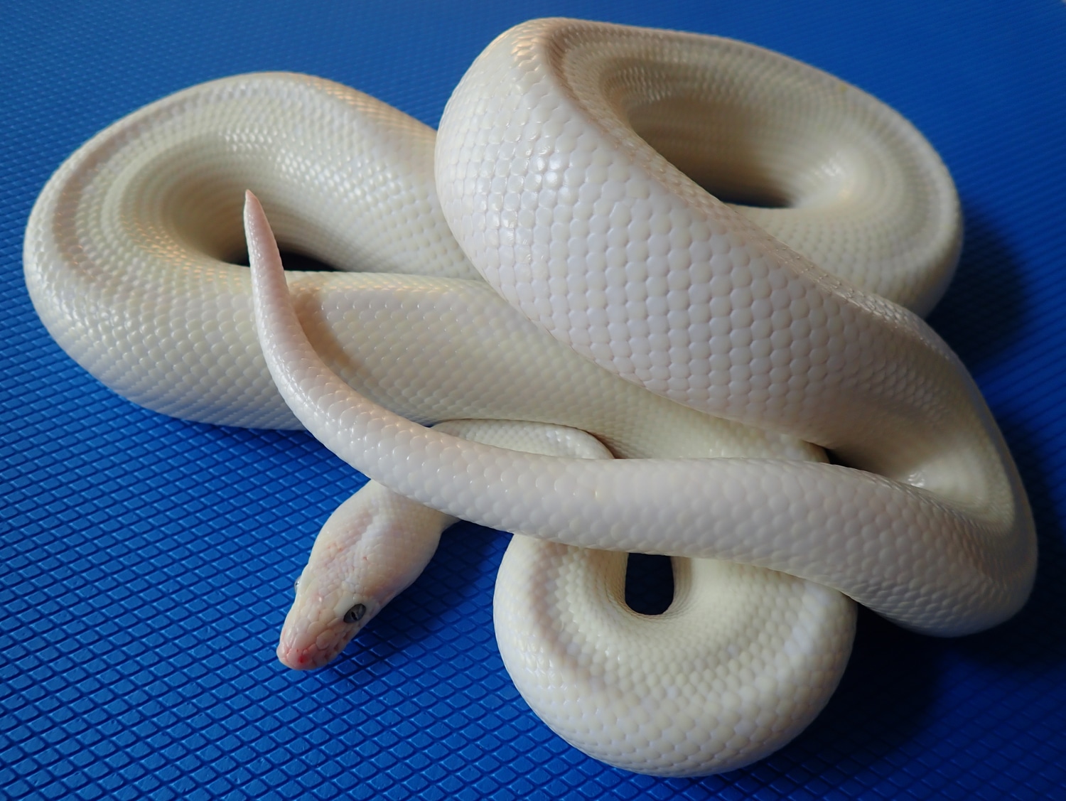 Leucistic Adult Male Colombian Rainbow Boa by KD Selective Creations ...