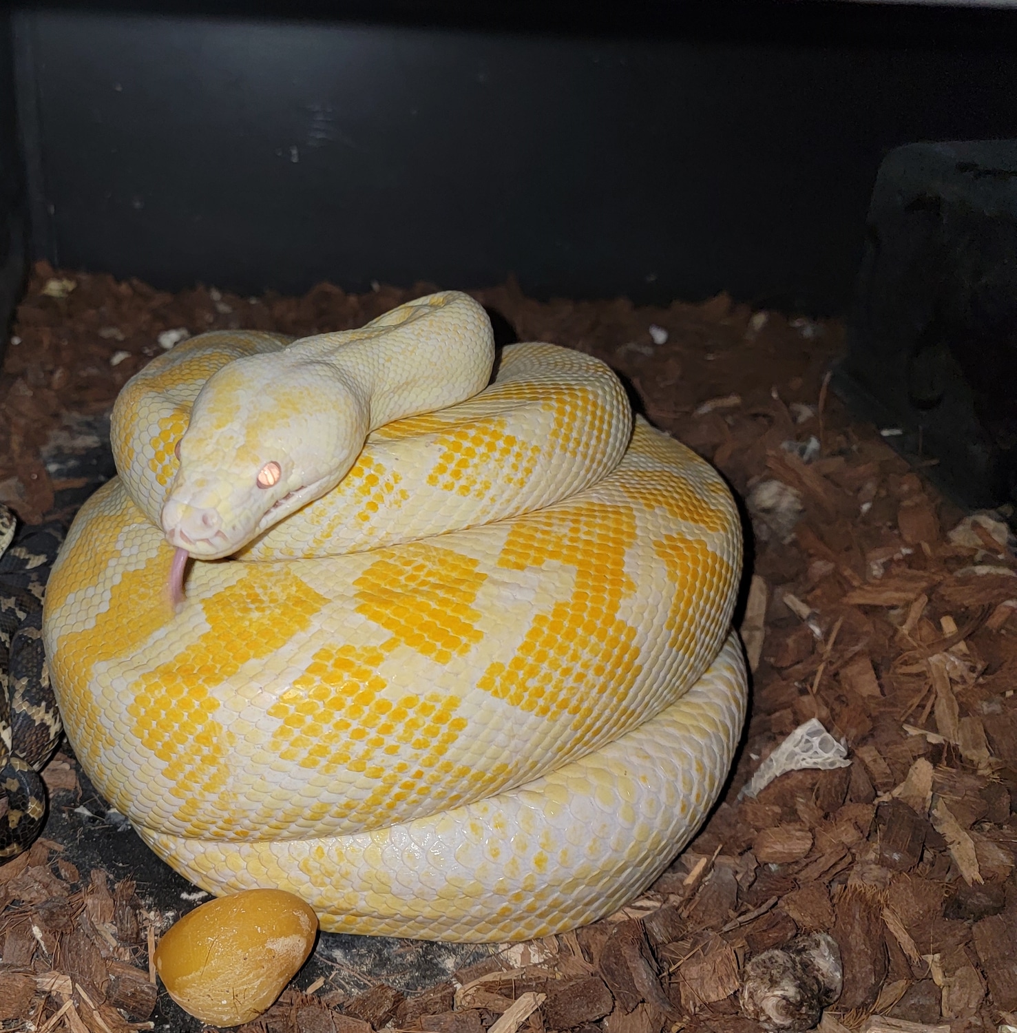 Other Carpet Python Clutch: SnowGroup2 by KD Selective Creations ...