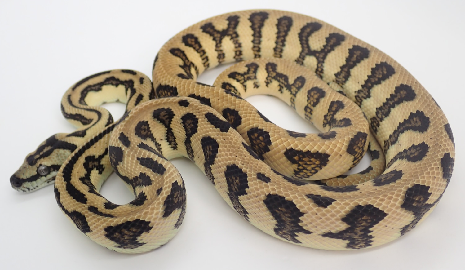 Tiger Jag Other Carpet Python by KD Selective Creations - MorphMarket