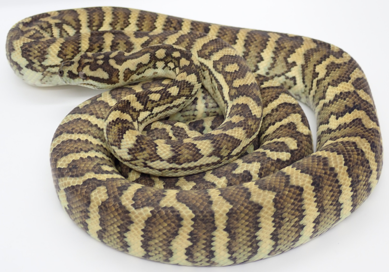 Hypo Bredli Cross Pos Het Albino Other Carpet Python by KD Selective ...