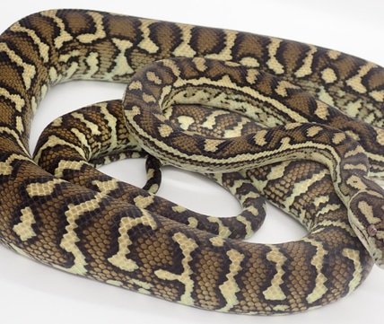 2021 Hypo Bredli Jag Pos Het Albino Other Carpet Python by KD Selective ...