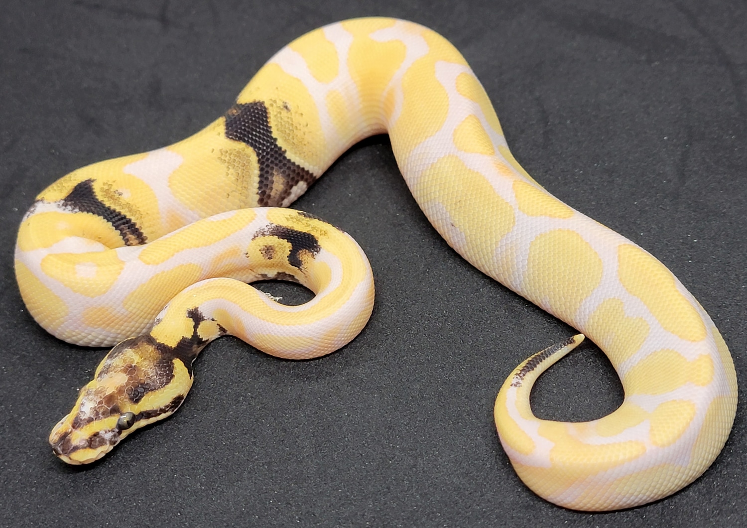 Paradox ODYB Enchi Candino 100% Het Piebald Ball Python by KD Selective ...