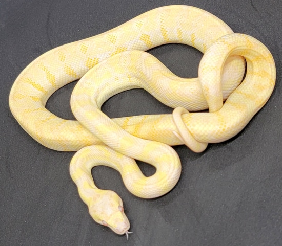 2021 Possible Sunglow Carpet Python Other Carpet Python by KD Selective ...