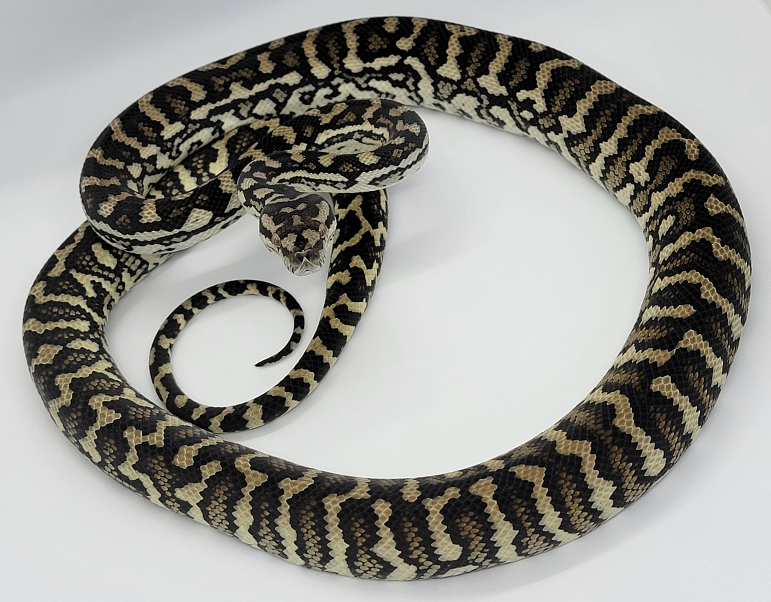 Hypo Bredli Cross Pos Het Albino Other Carpet Python by KD Selective ...