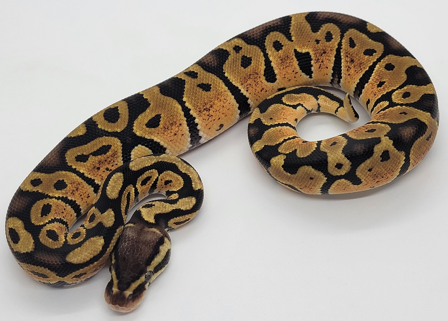Pastel Enchi 100% Het Candy Ball Python by KD Selective Creations ...