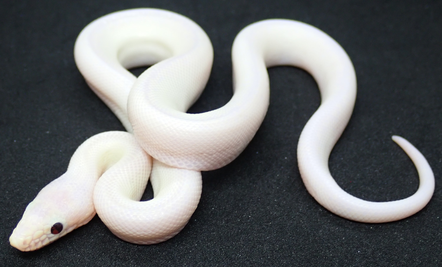 Black Eyed Leucistic Colombian Rainbow Boa by KD Selective Creations ...