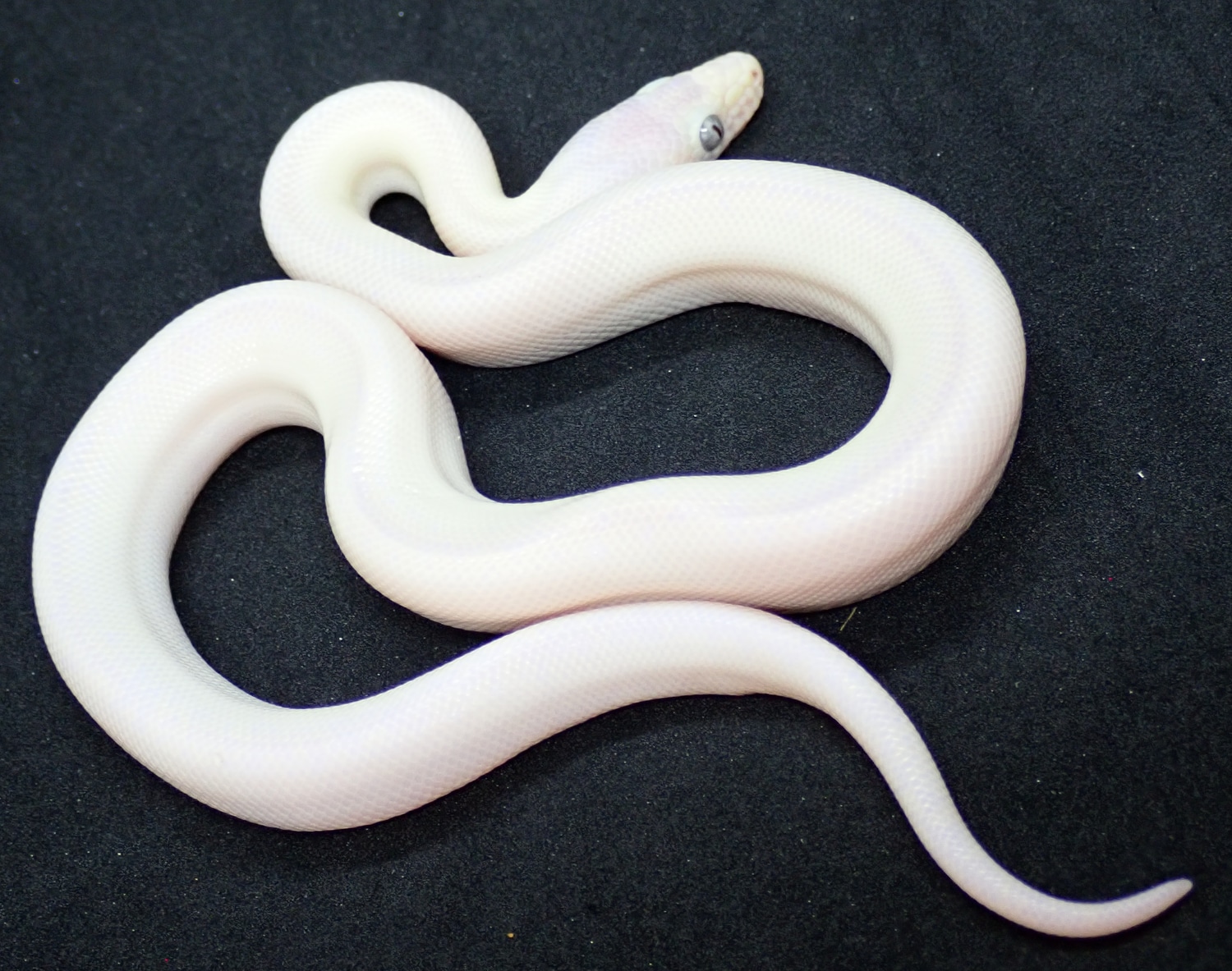 Leucistic Colombian Rainbow Boa by KD Selective Creations - MorphMarket