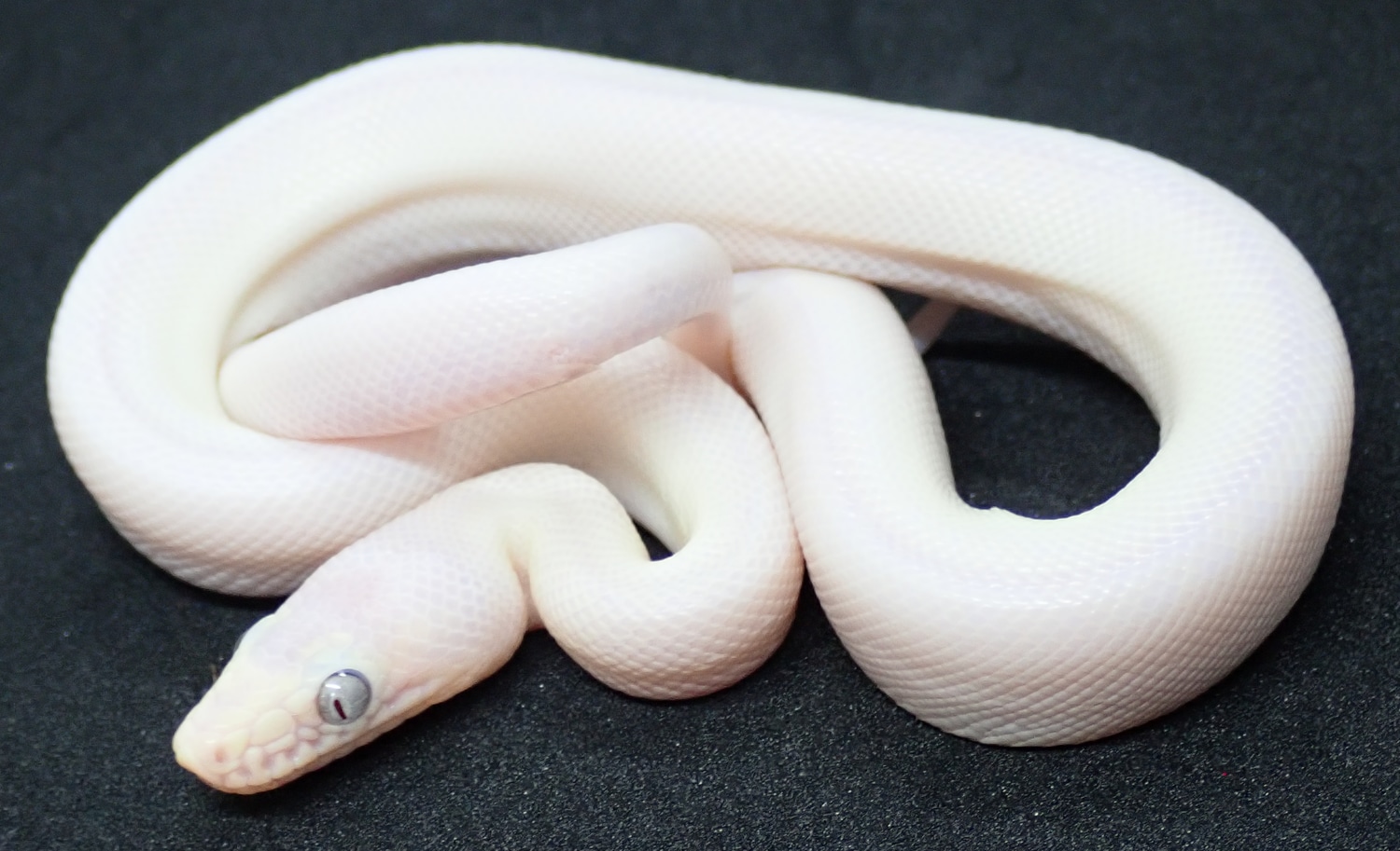 Leucistic Colombian Rainbow Boa by KD Selective Creations - MorphMarket