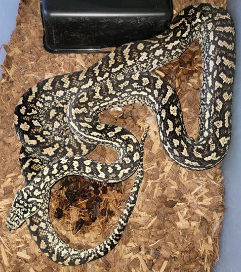 2018 Caramel Diamond Jungle Female Other Carpet Python by KD Selective ...
