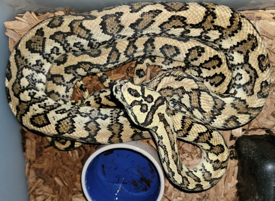 2018 Male Caramel Diamond Jungle Jaguar Tiger Other Carpet Python by KD ...