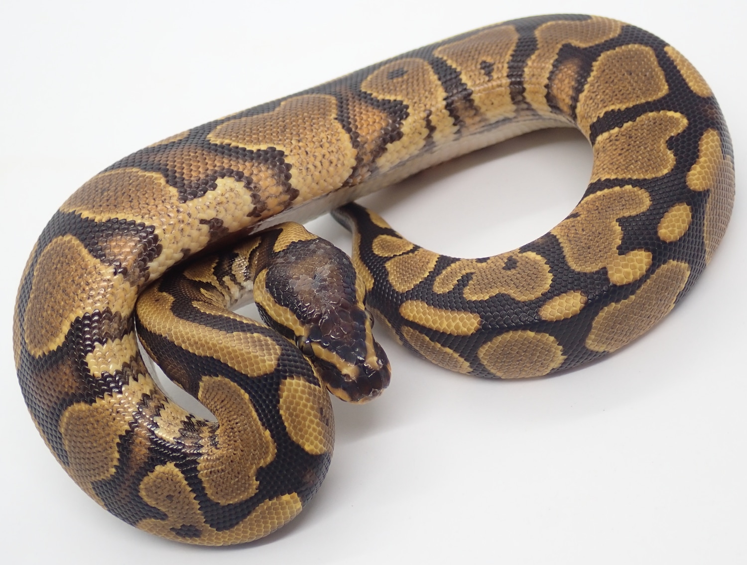 YB Enchi 100% Het Albino 100% Het Piebald Ball Python by KD Selective ...
