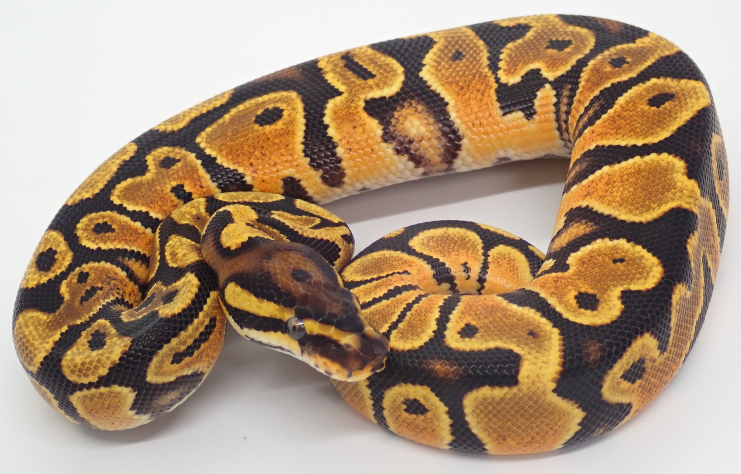 Orange Dream Yellow Belly Enchi 100% Het Candy Ball Python by KD ...