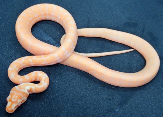 Albino 66% Het Axanthic Other Carpet Python by KD Selective Creations
