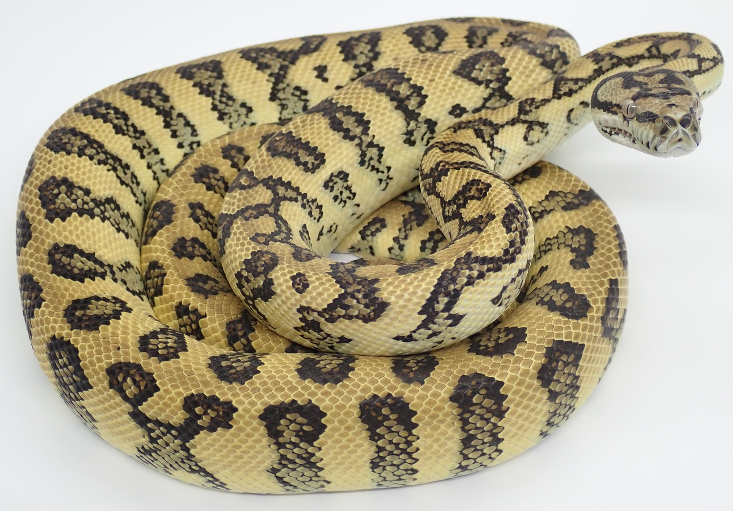 2021 Hypo Bredli Jag Pos Het Albino Other Carpet Python by KD Selective ...