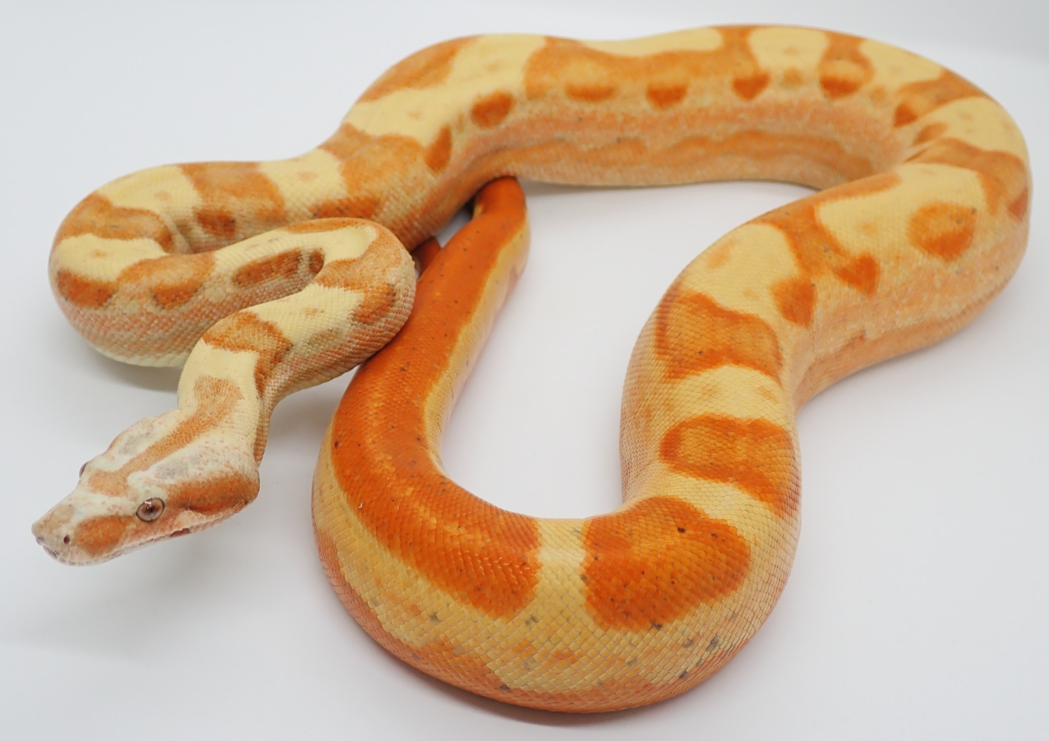 VPI T+ Motley Jungle Hypo RC Pastel Boa Constrictor by KD Selective ...