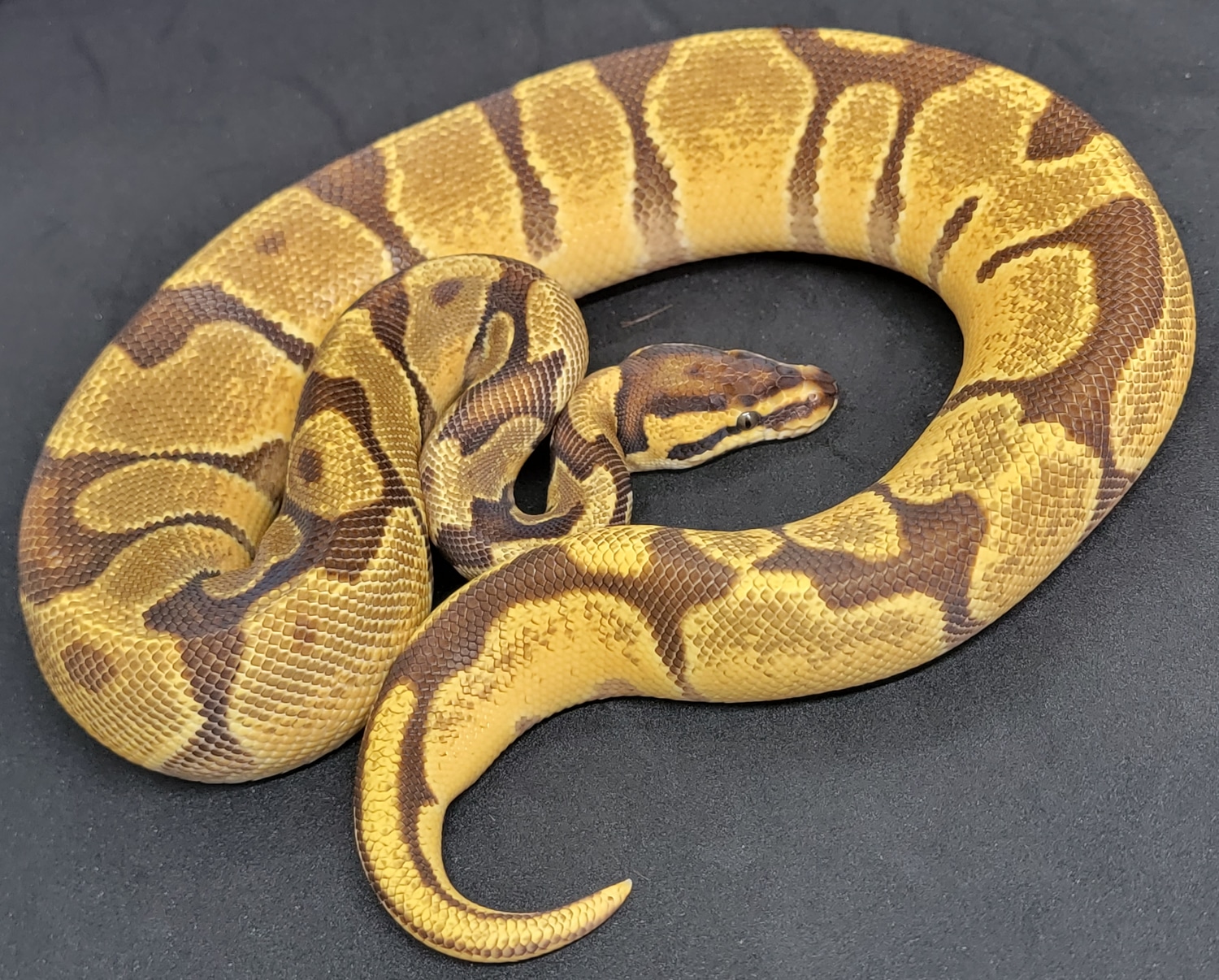 Orange Dream Enchi 100% Het Candy Yellow Belly Ball Python by KD Selective Creations - MorphMarket