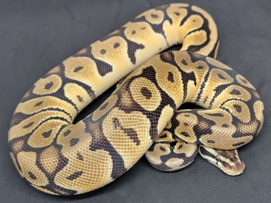 Orange Dream Pastel Enchi 100% Het Candy Ball Python by KD Selective Creations