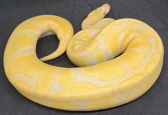 Enchi Candino 100% Het Piebald Ball Python by KD Selective Creations