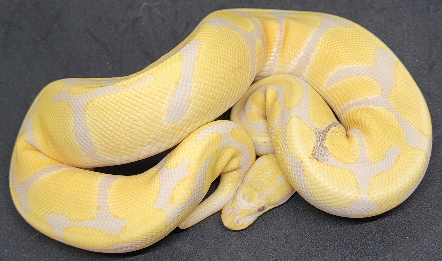 Paradox Enchi Candino 100% Het Piebald Possible YB Ball Python by KD ...