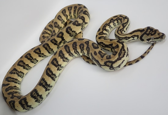 2021 Hypo Bredli Jag Pos Het Albino Other Carpet Python by KD Selective ...