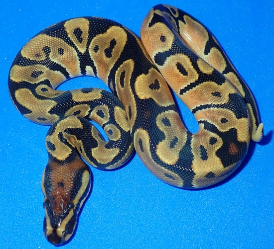 Het Candy Ball Python by KD Selective Creations
