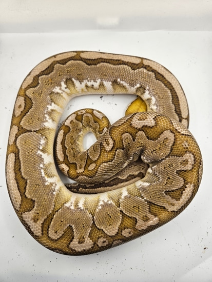 GHI Pastel Bamboo RTB Ball Python by Feral Exotics