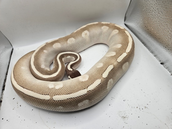 Mystic Potion Mojave Ball Python by Feral Exotics