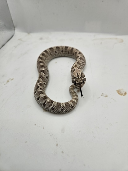 Axanthic Conda Het Stormcloud Western Hognose by Feral Exotics