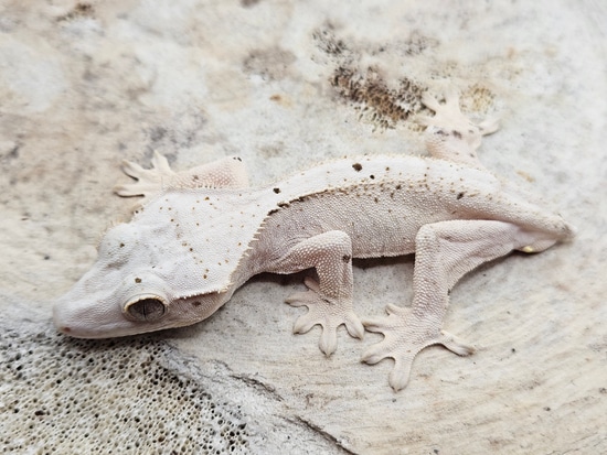 Yellow Bicolor With Dal Spots Crested Gecko by Feral Exotics