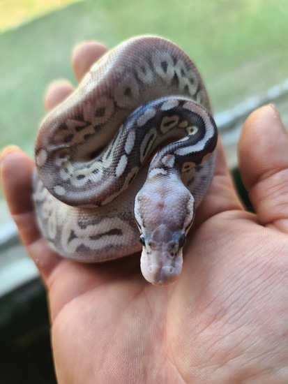 Silver Streak 50 Percent Poss Het Albino Ball Python by Bleeding Moon Exotics