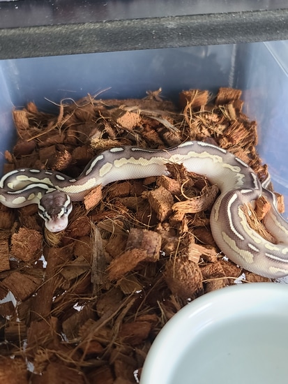 Black Pewter Lesser Ball Python by Bleeding Moon Exotics