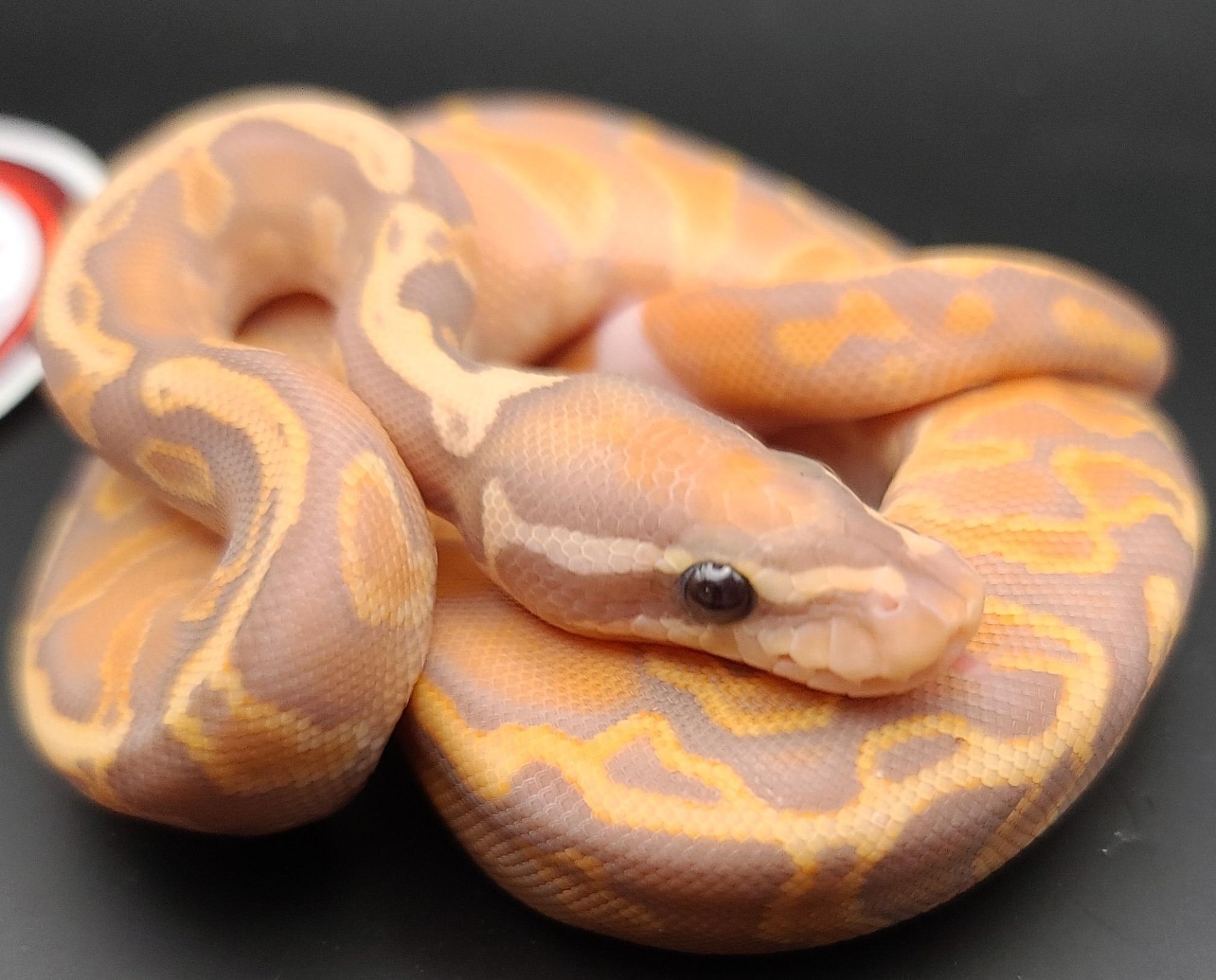 Ghi Cinnamon Yellow Belly Banana Ball Python by Bleeding Moon Exotics ...