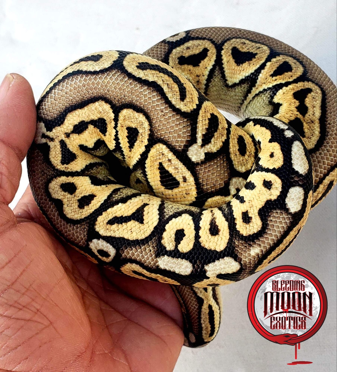 Black Pewter 50 Percent Het Albino Ball Python by Bleeding Moon Exotics ...
