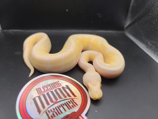 Albino Bumble Bee Ball Python by Bleeding Moon Exotics