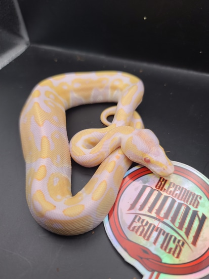 2022 Albino 66 Percent Het Pied Male #1 Ball Python by Bleeding Moon Exotics