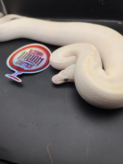 Bel. Bamboo Mystic Poss Enchi/pastel Ball Python by Bleeding Moon Exotics