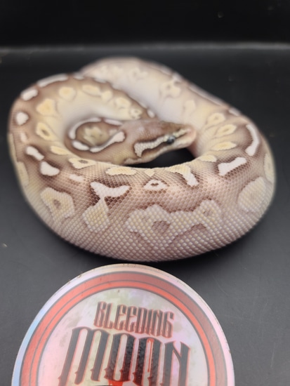 Black Pewter Lesser 50 Percent Het Albino Ball Python by Bleeding Moon ...