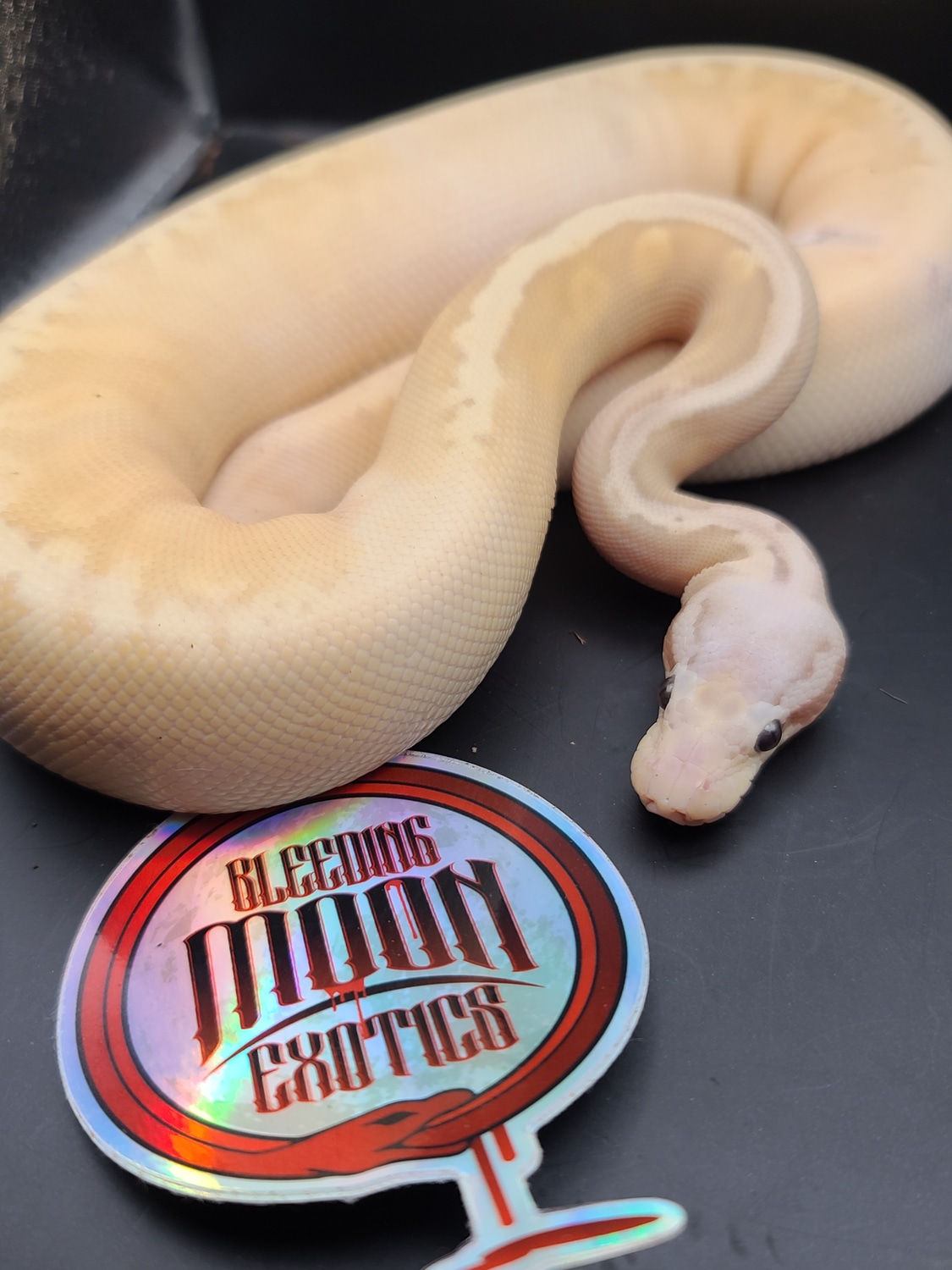 Female Ghi Yellow Belly Sterling. Ball Python by Bleeding Moon Exotics ...