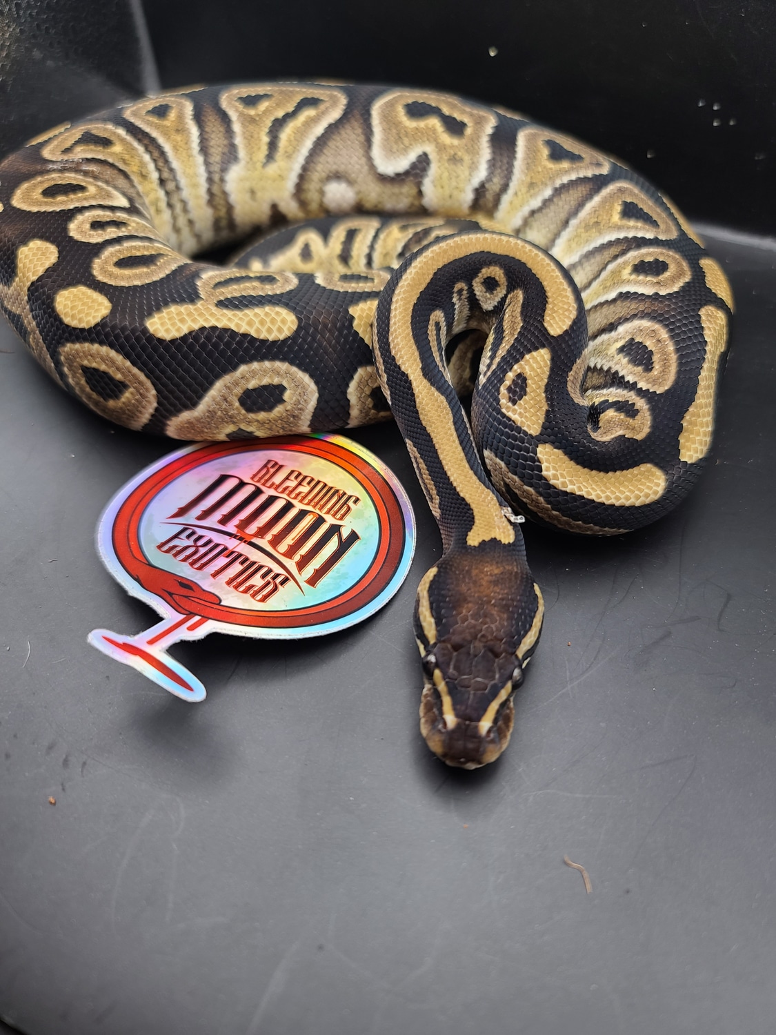 Mystic Female Ball Python by Bleeding Moon Exotics - MorphMarket