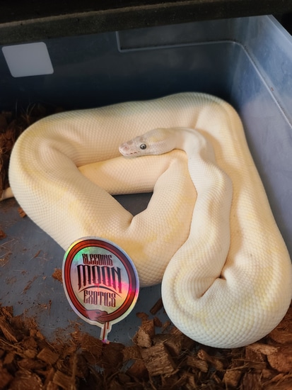 Bamboo Mystic Pastel Ball Python by Bleeding Moon Exotics