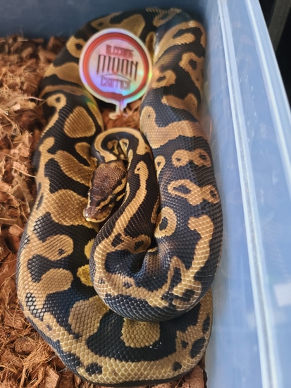 Pastel Acid Ball Python by Bleeding Moon Exotics