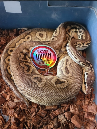 Silver Streak Het Albino Ball Python by Bleeding Moon Exotics